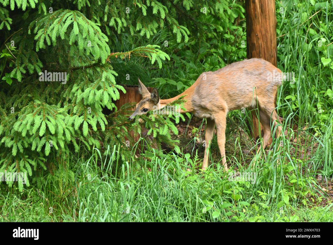 Reh als Selektieräser Reh im Fellwechsel Reh im Wald, äsend, Mai ...