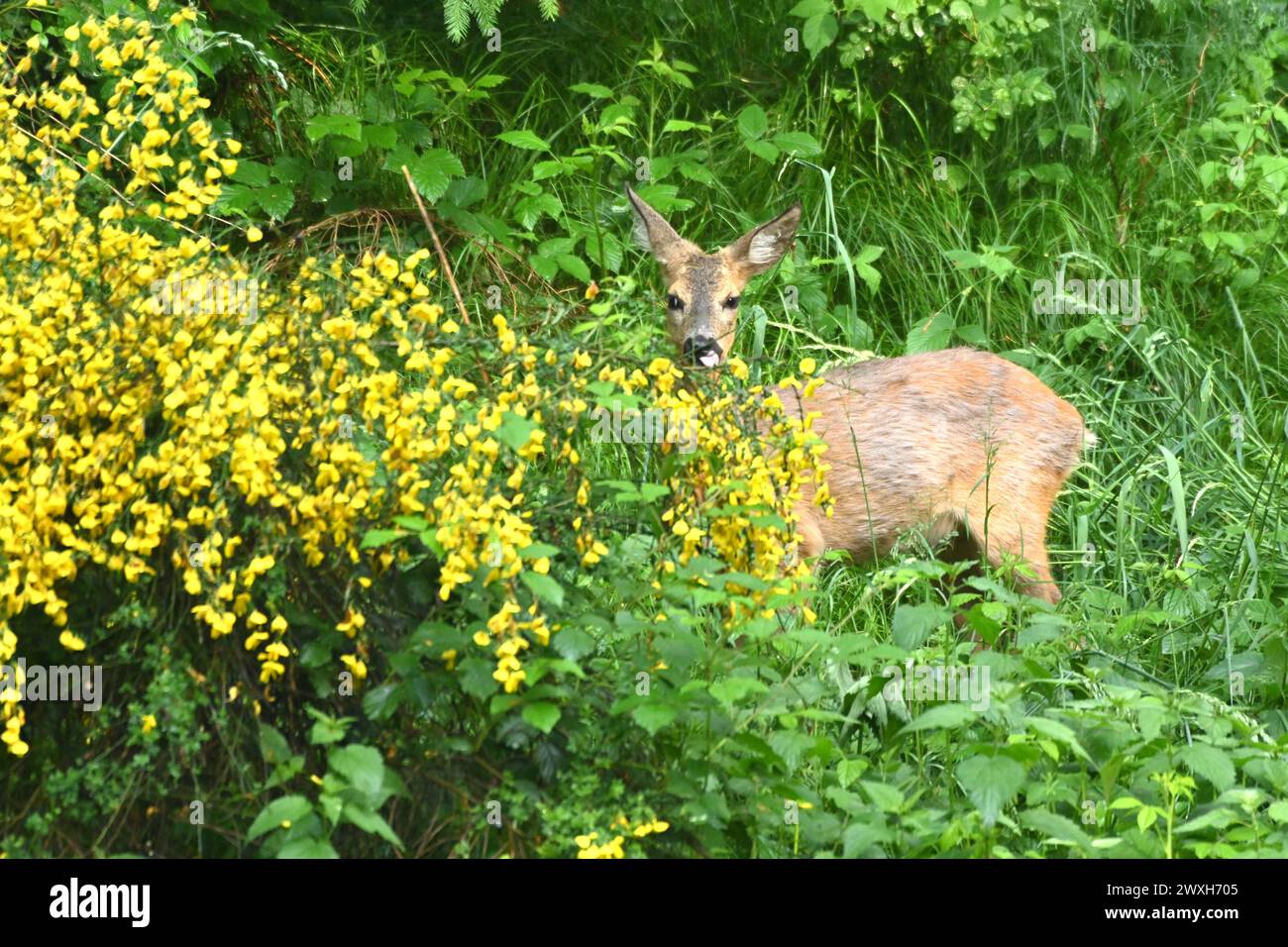Forest grazers hi-res stock photography and images - Alamy