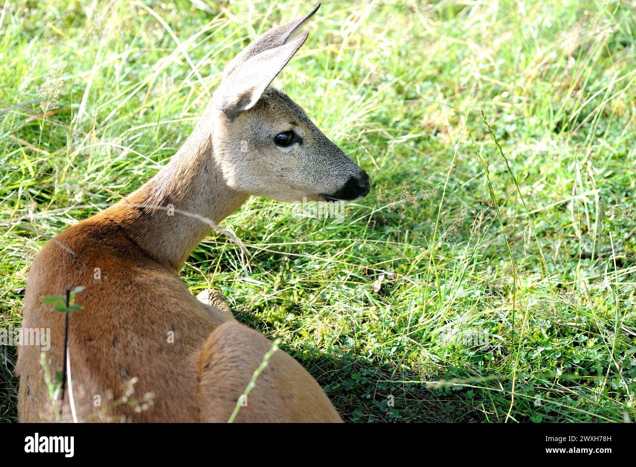 Rehe im Wald Rehe im Wald Rehe *** Deer in the forest Deer in the ... Rehe im Wald Rehe im Wald Rehe *** Deer in the forest Deer in the ...