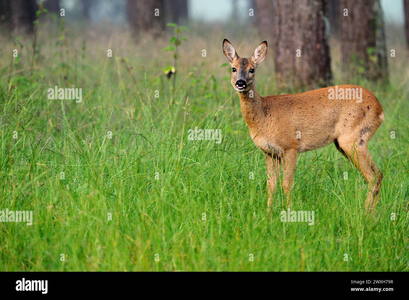 Rehe im Wald Rehe im Wald Rehe *** Deer in the forest Deer in the ...