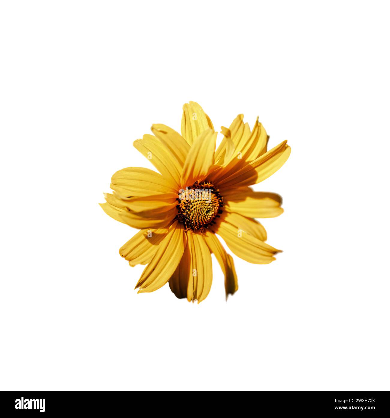 The photo captures the elegance of a solitary yellow flower; its ...