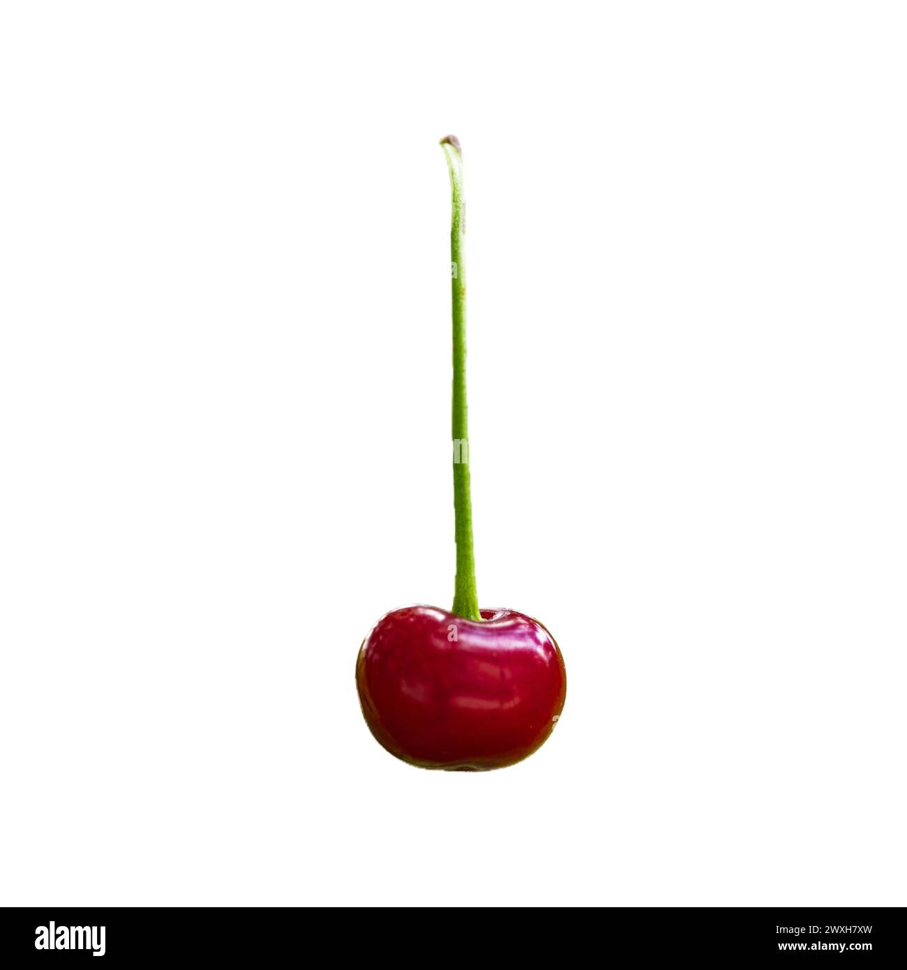 The image shows a single, ripe cherry with a long green stem isolated ...