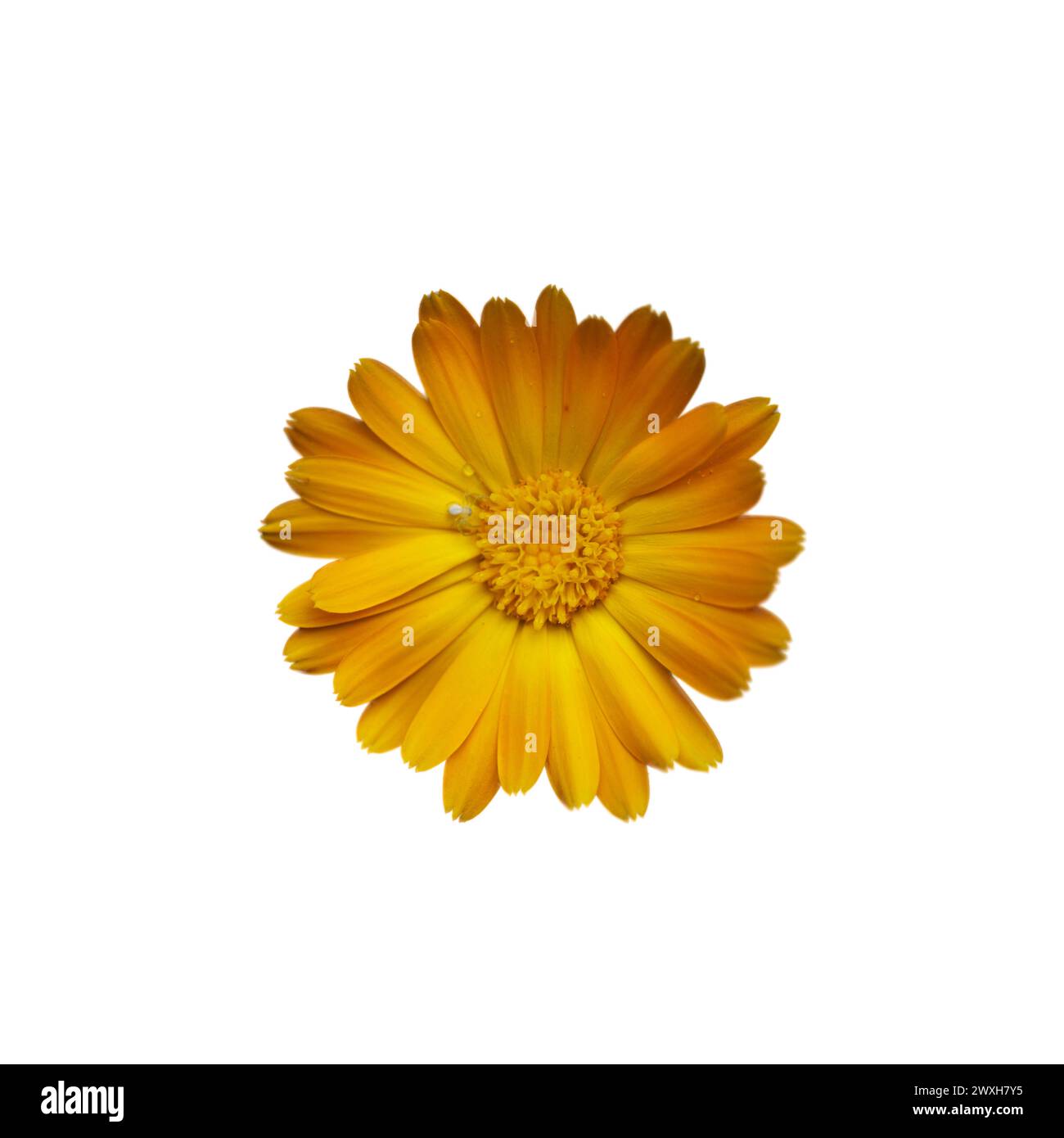 A vibrant yellow flower with delicate petals radiating from a dense ...