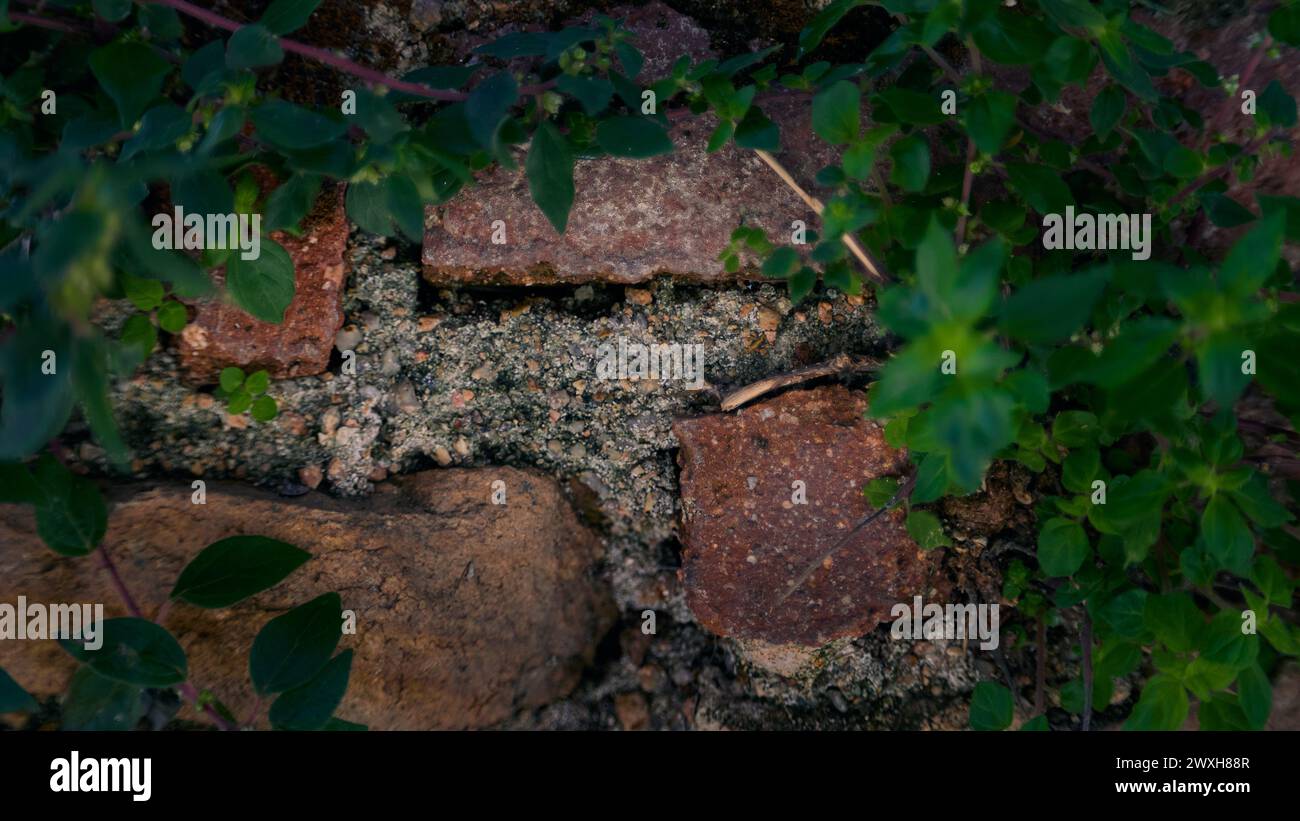 Antique brickwork surrounded by green leaves of creeping plants Stock ...