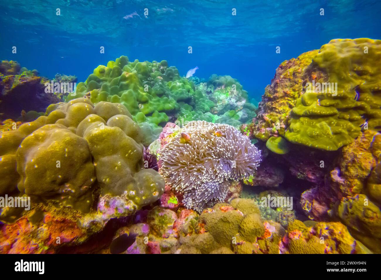 Clown fish Amphiprion ocellaris swim black fish in polyps poisonous ...