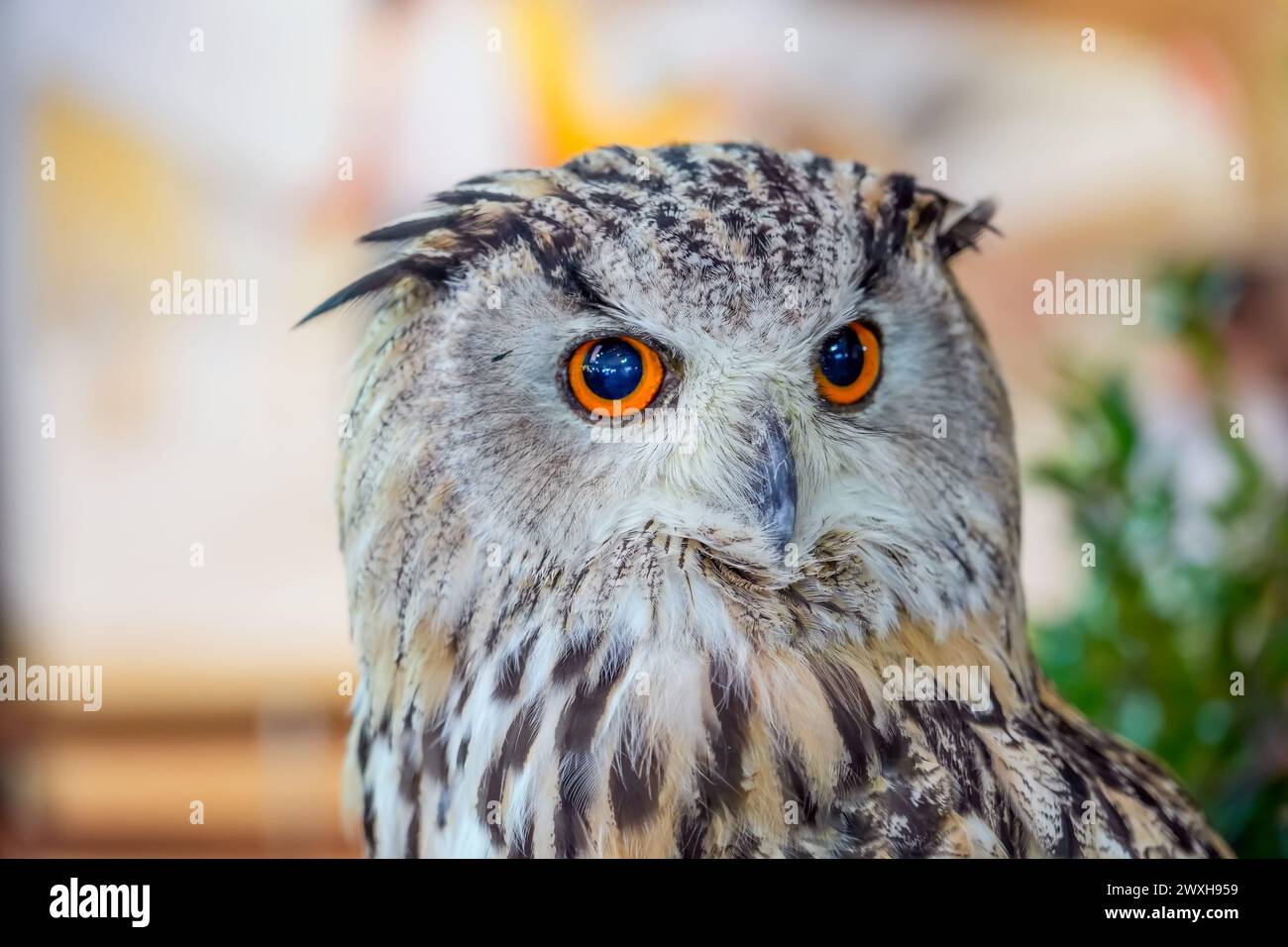 The owl turns its head in different directions Stock Photo - Alamy