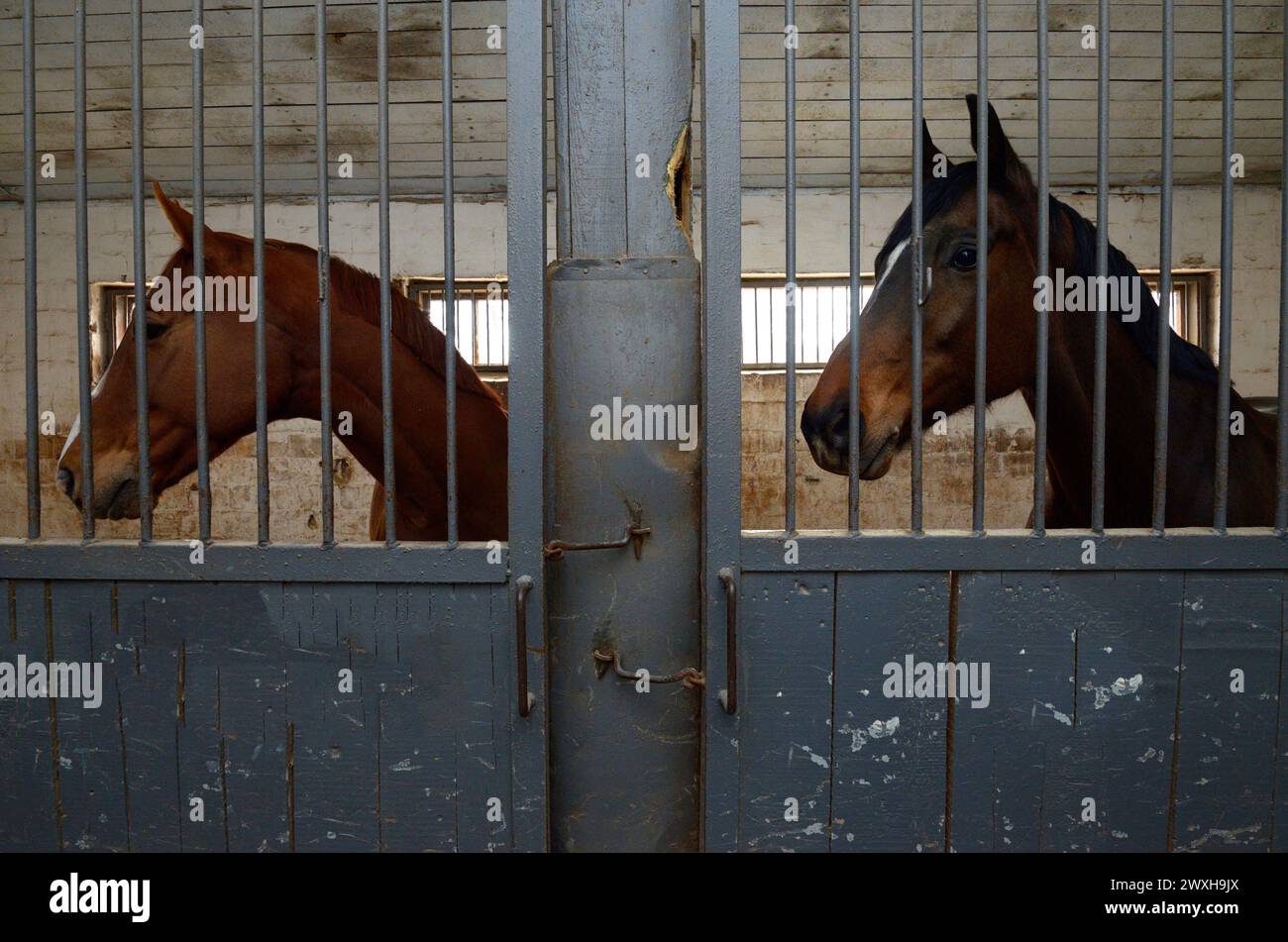 Livery barn hi-res stock photography and images - Alamy