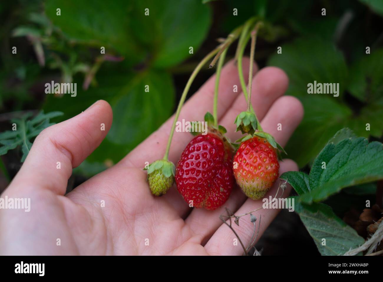 Berry picking patch hi-res stock photography and images - Alamy