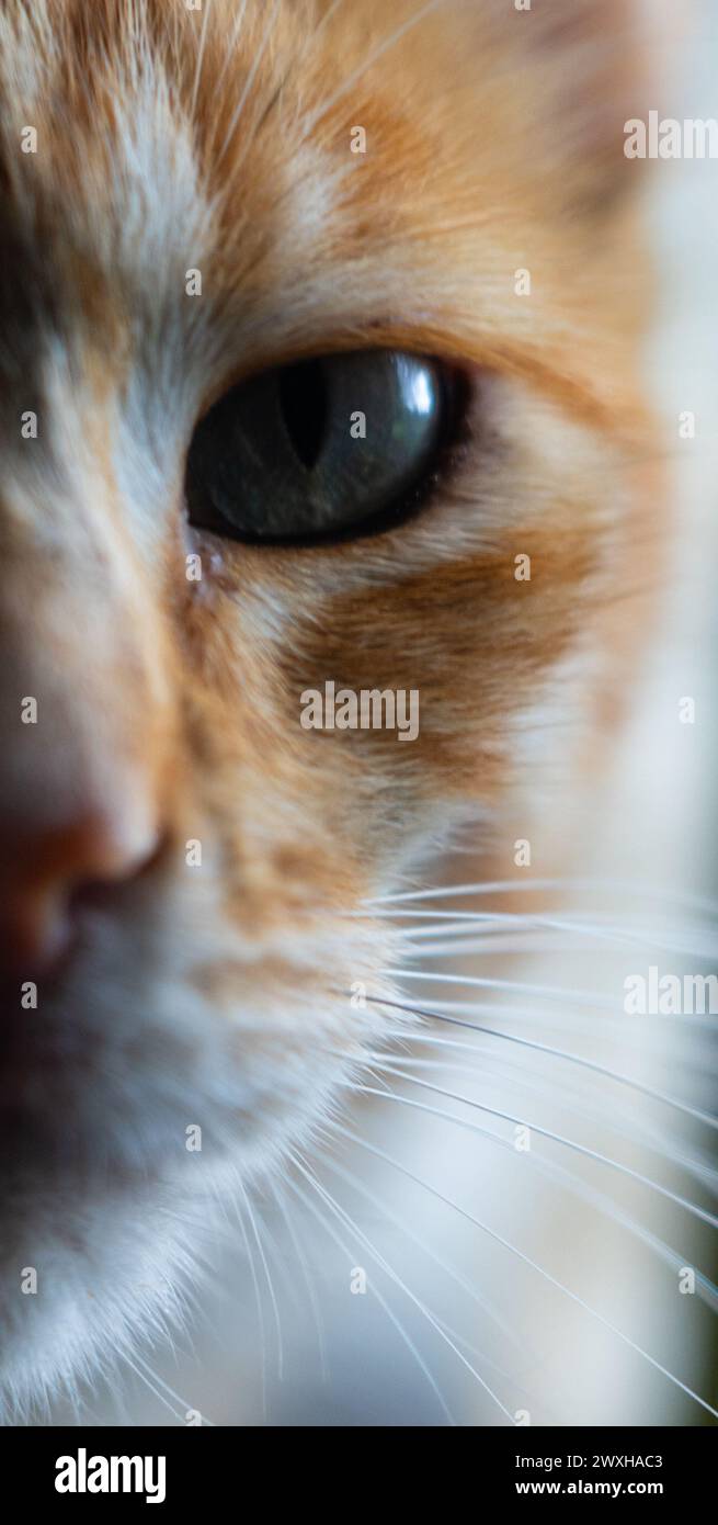 Tabby cat half face seen from up close Stock Photo - Alamy