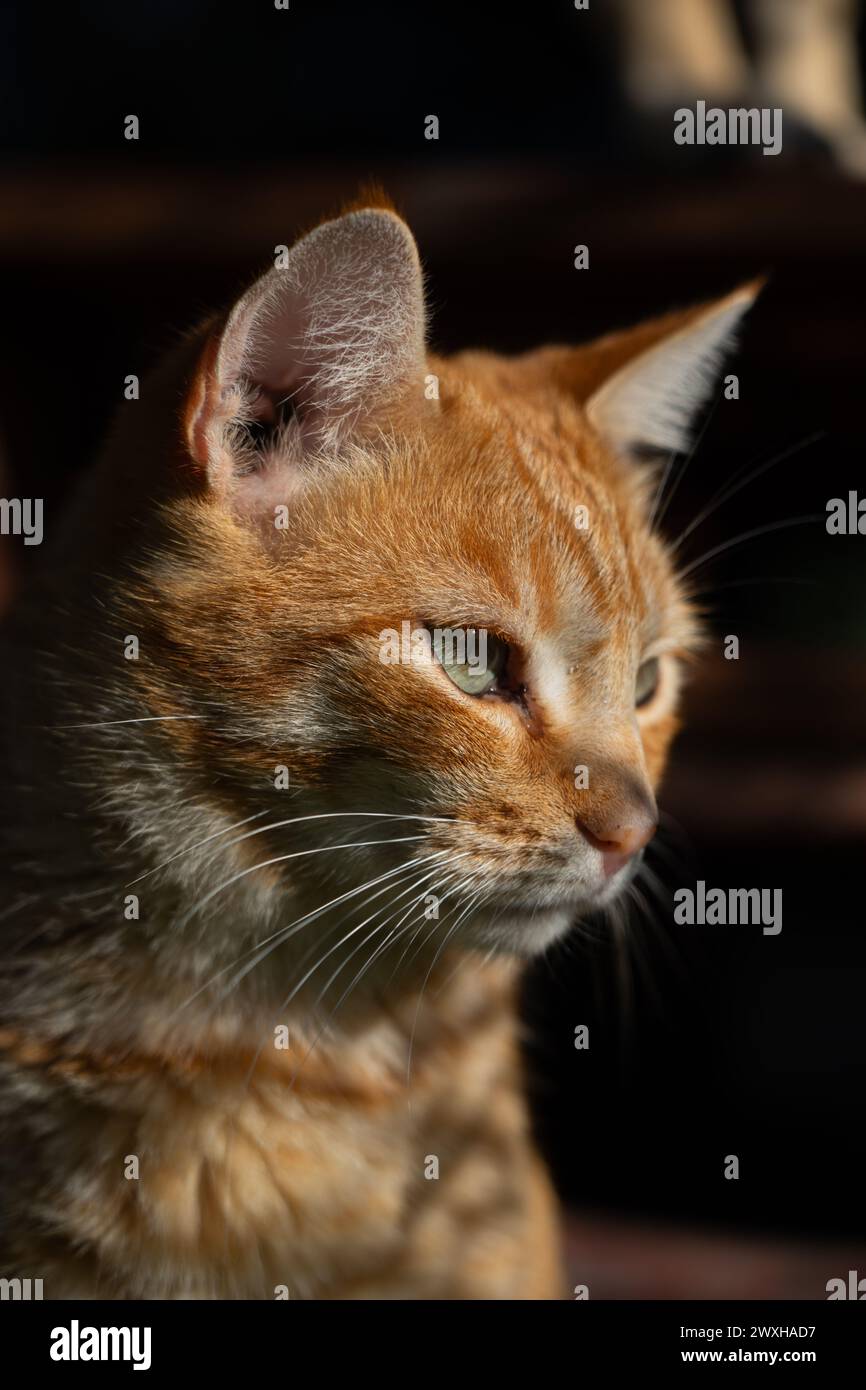 Tabby cat face hi-res stock photography and images - Alamy
