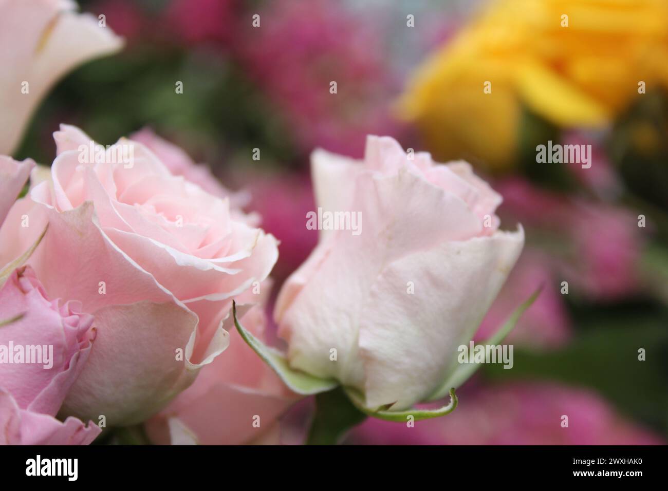 Distinctly floral hi-res stock photography and images - Alamy