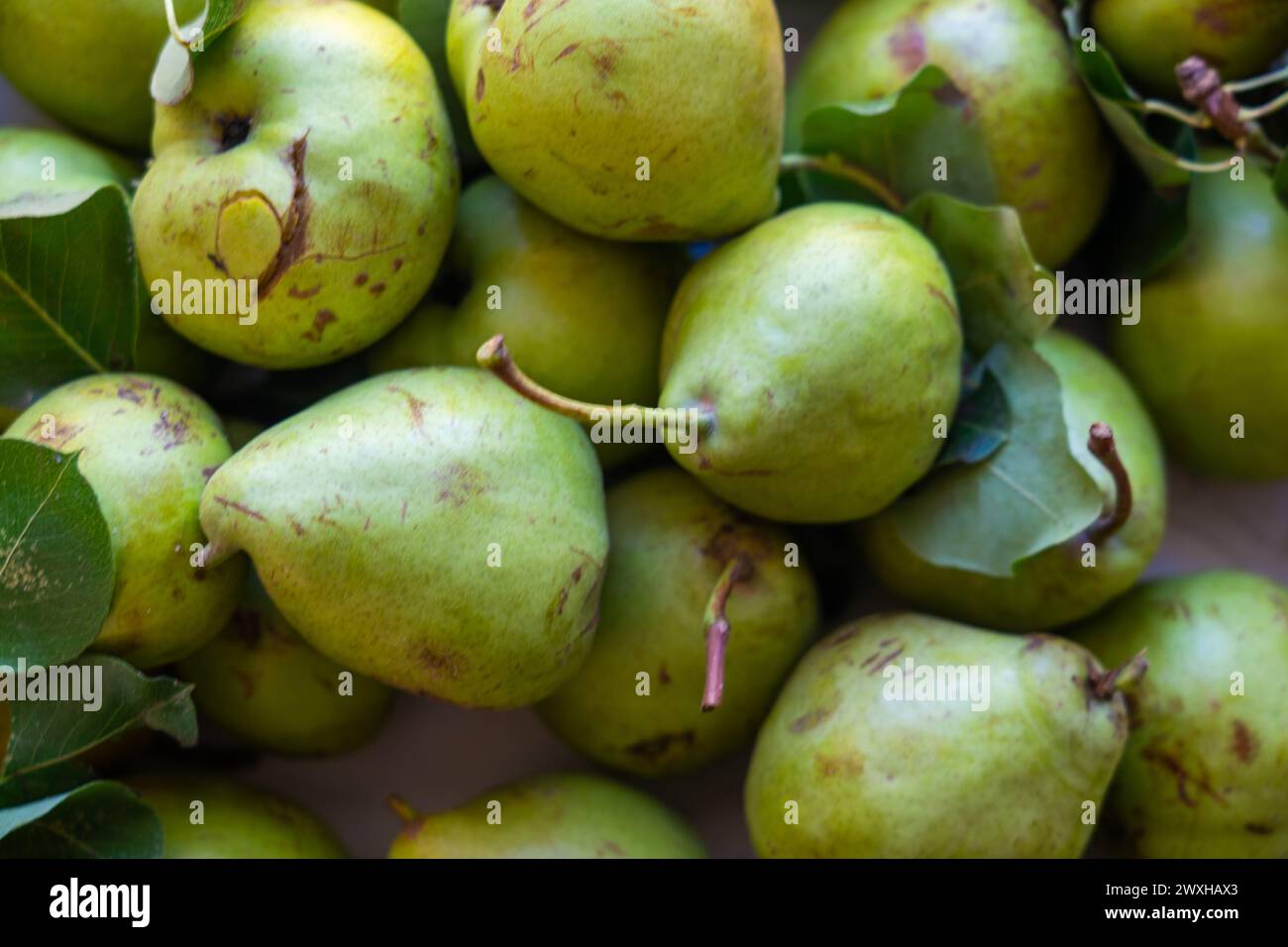 Lots of pears hi-res stock photography and images - Alamy
