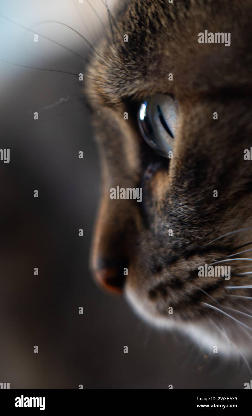 Tabby cat profile very closely Stock Photo - Alamy
