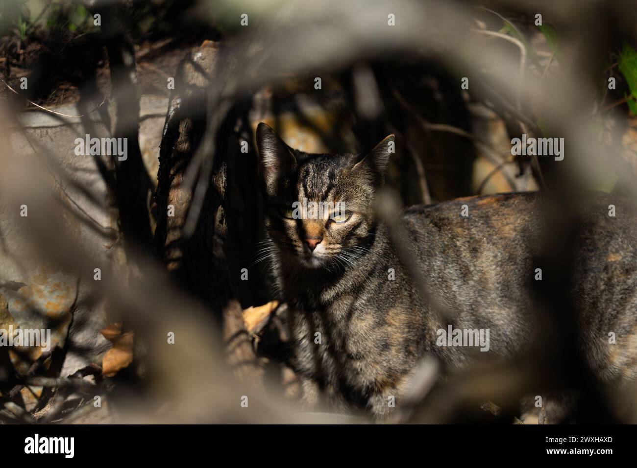 Gray and brown tabby cat between outdoor branches Stock Photo - Alamy