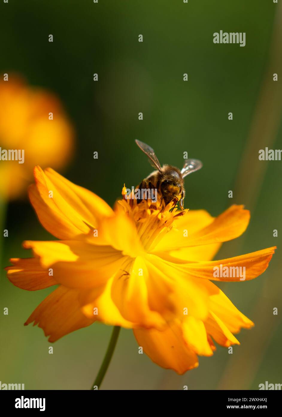 Bee in a flower Cosmos sulphureus Stock Photo - Alamy