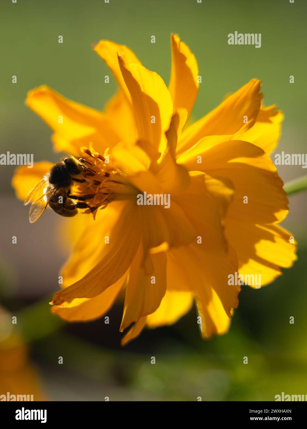 Bee seen up close on a yellow cosmos flower Stock Photo - Alamy