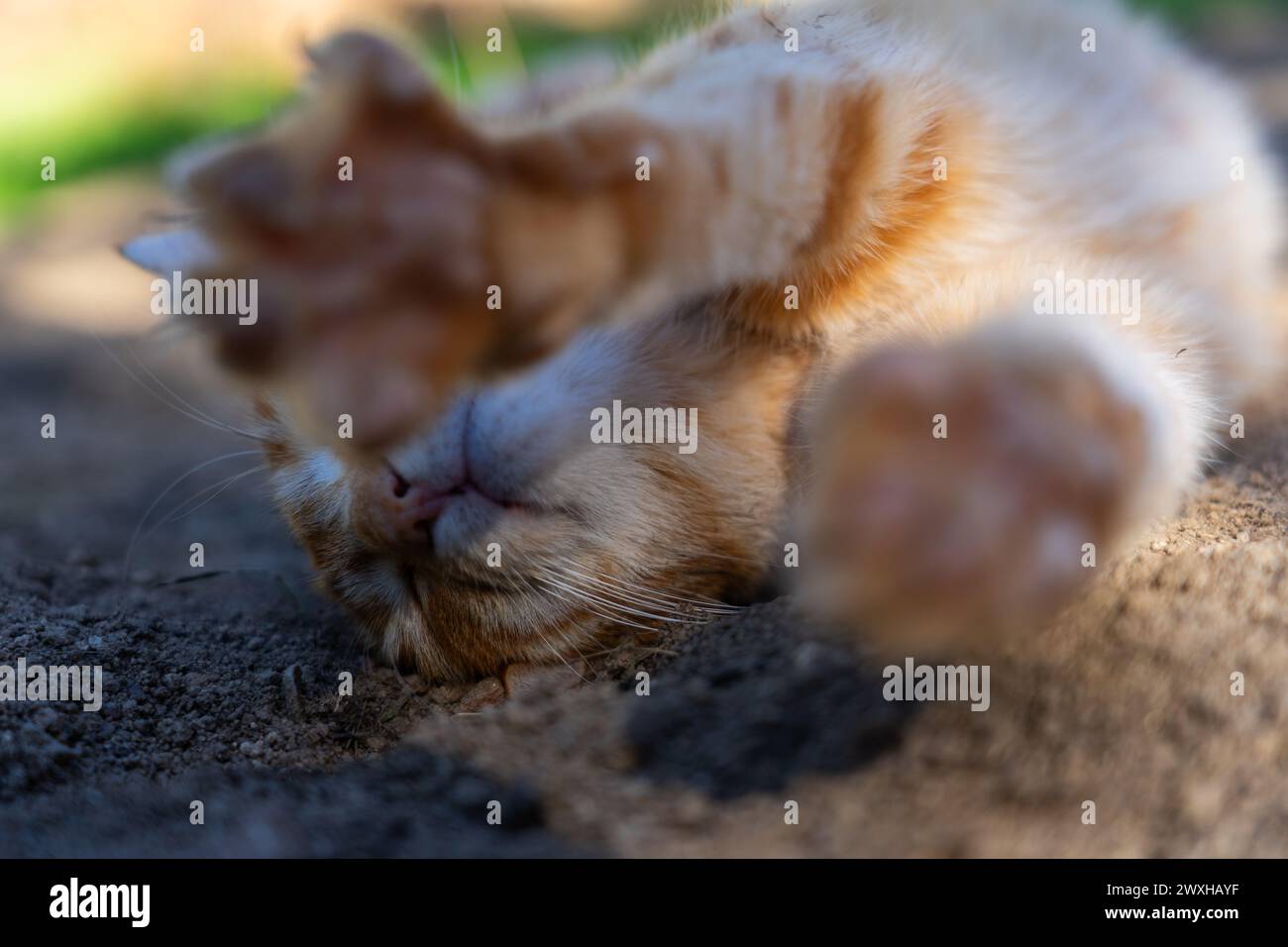 Orange tabby cat lying stretching Stock Photo - Alamy