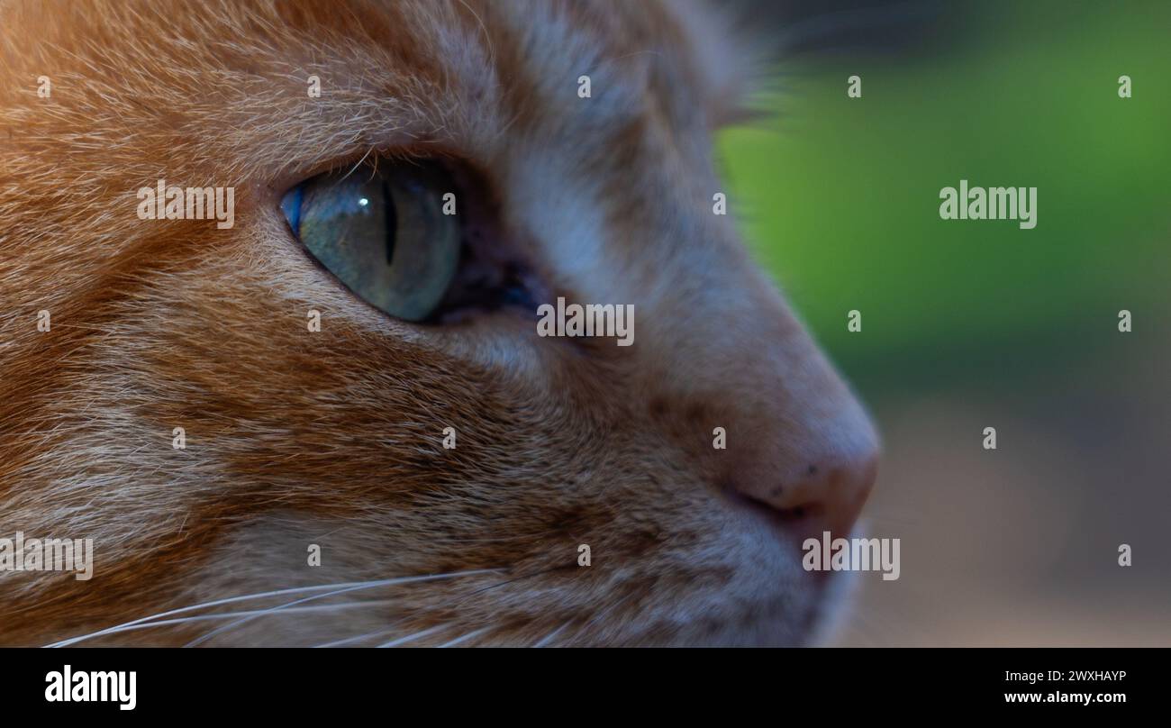 Green tabby cat eyes seen up close Stock Photo - Alamy