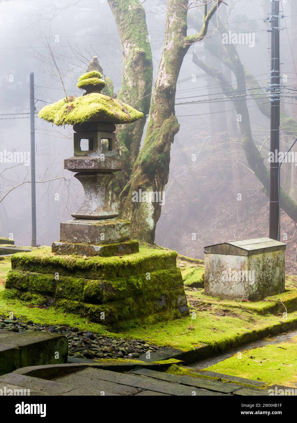 Japanese lanterns forest hi-res stock photography and images - Alamy