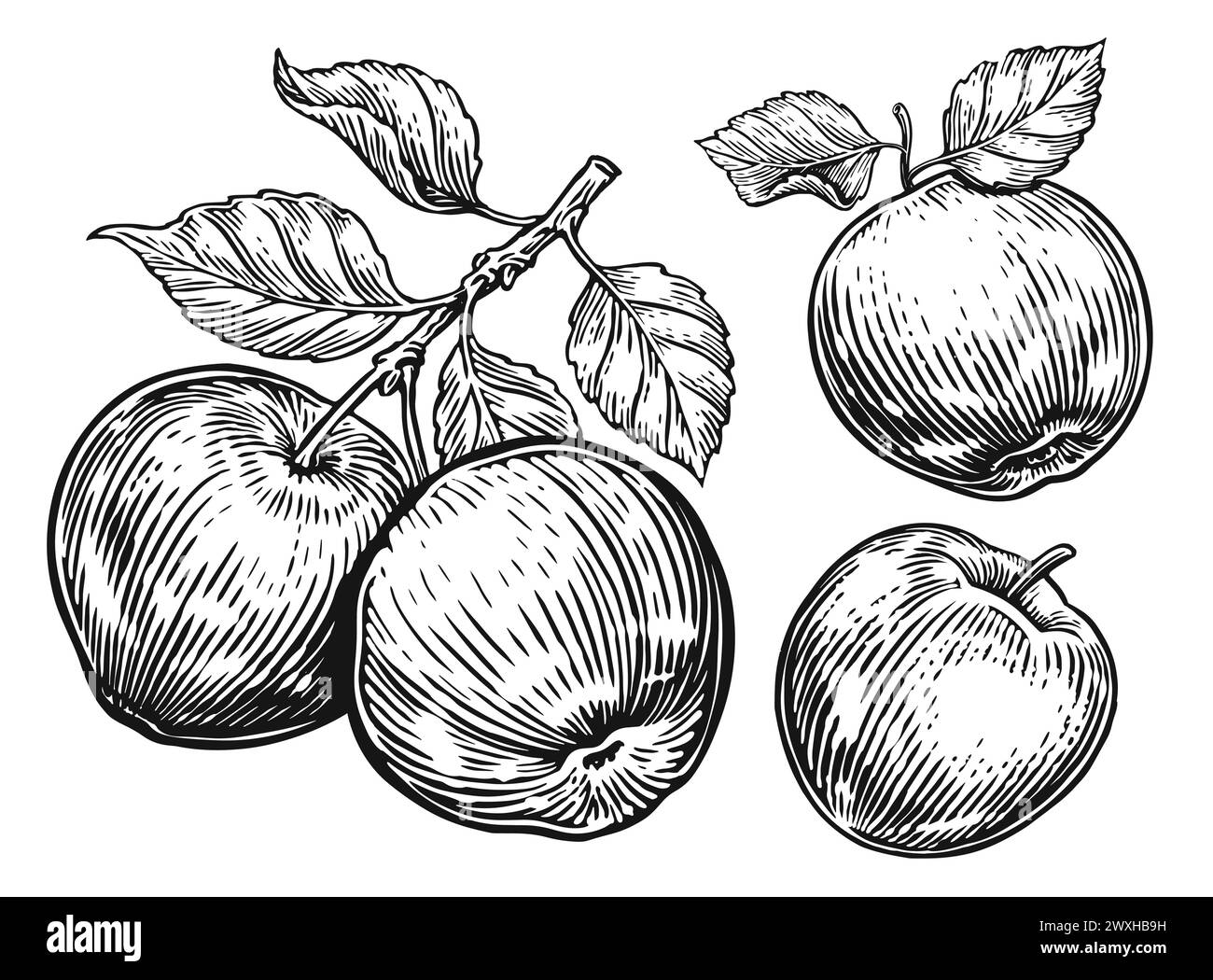 Apples set. Fruits drawings in vintage engraving style. Hand drawn sketch illustration Stock ...