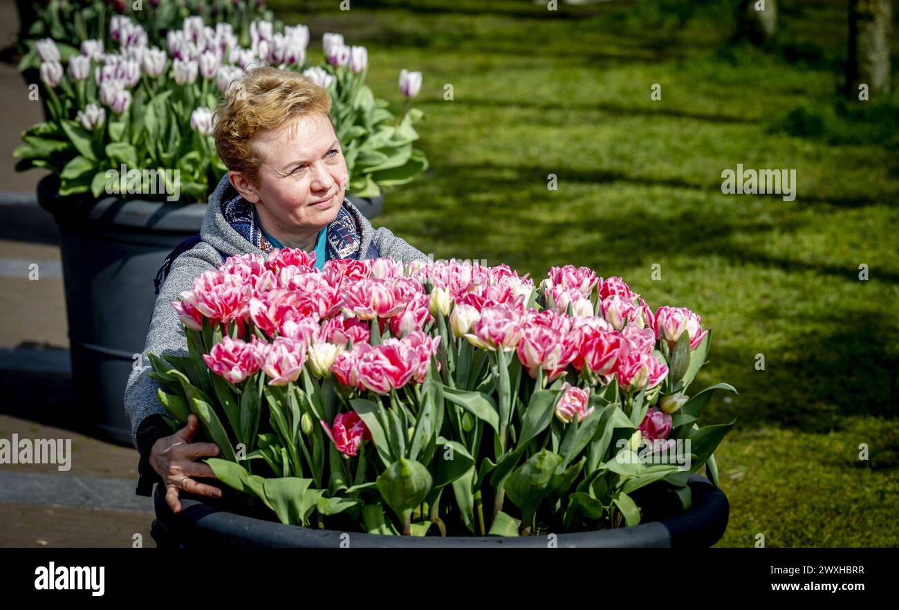 AMSTERDAM - Tourists admire the tulips of the Tulip Festival. Easter is ...