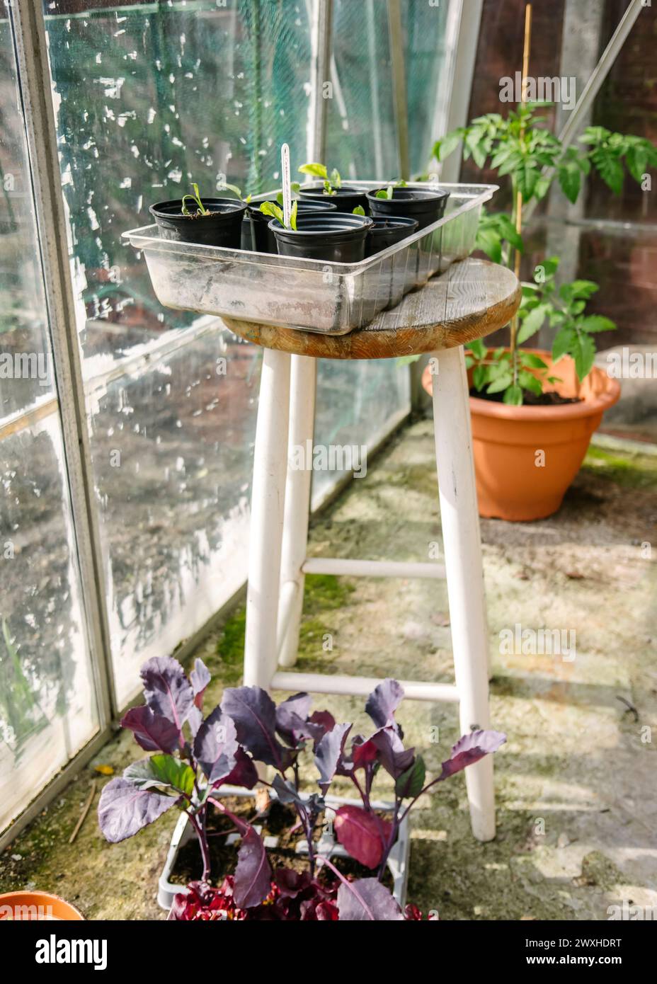 Planting plants in pots hi-res stock photography and images - Alamy