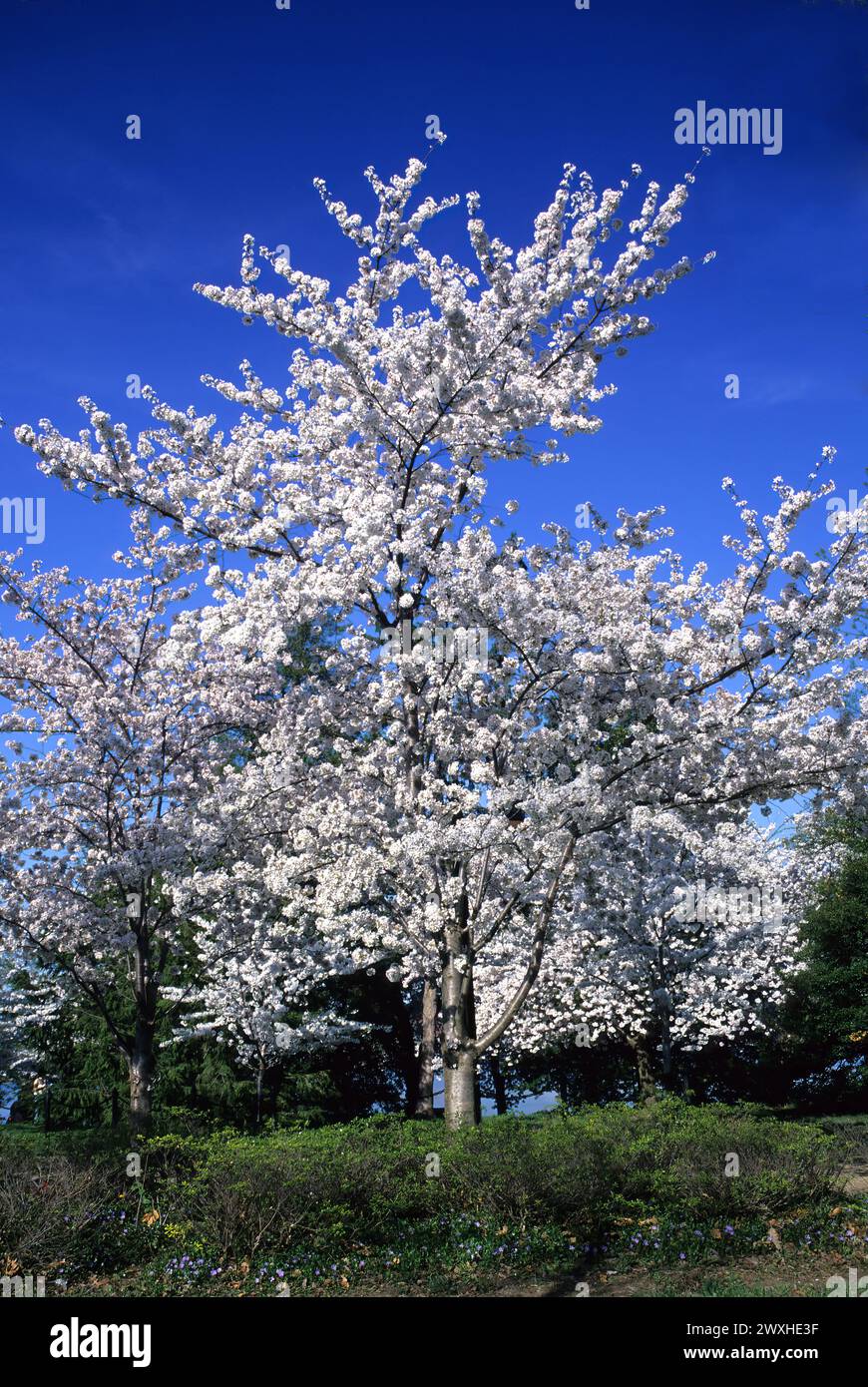 Washington, DC, USA. Cherry Blossoms in Bloom Stock Photo - Alamy