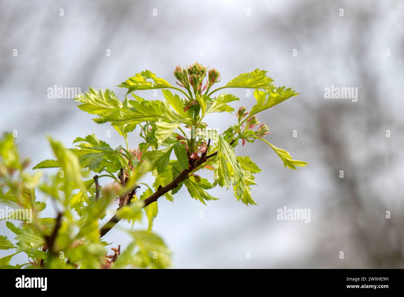 Close Up Branches Crataegus Pinnatifida Var Major Branches Of A Tree At ...