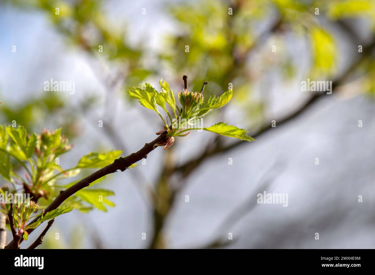 Close Up Branches Crataegus Pinnatifida Var Major Branches Of A Tree At ...