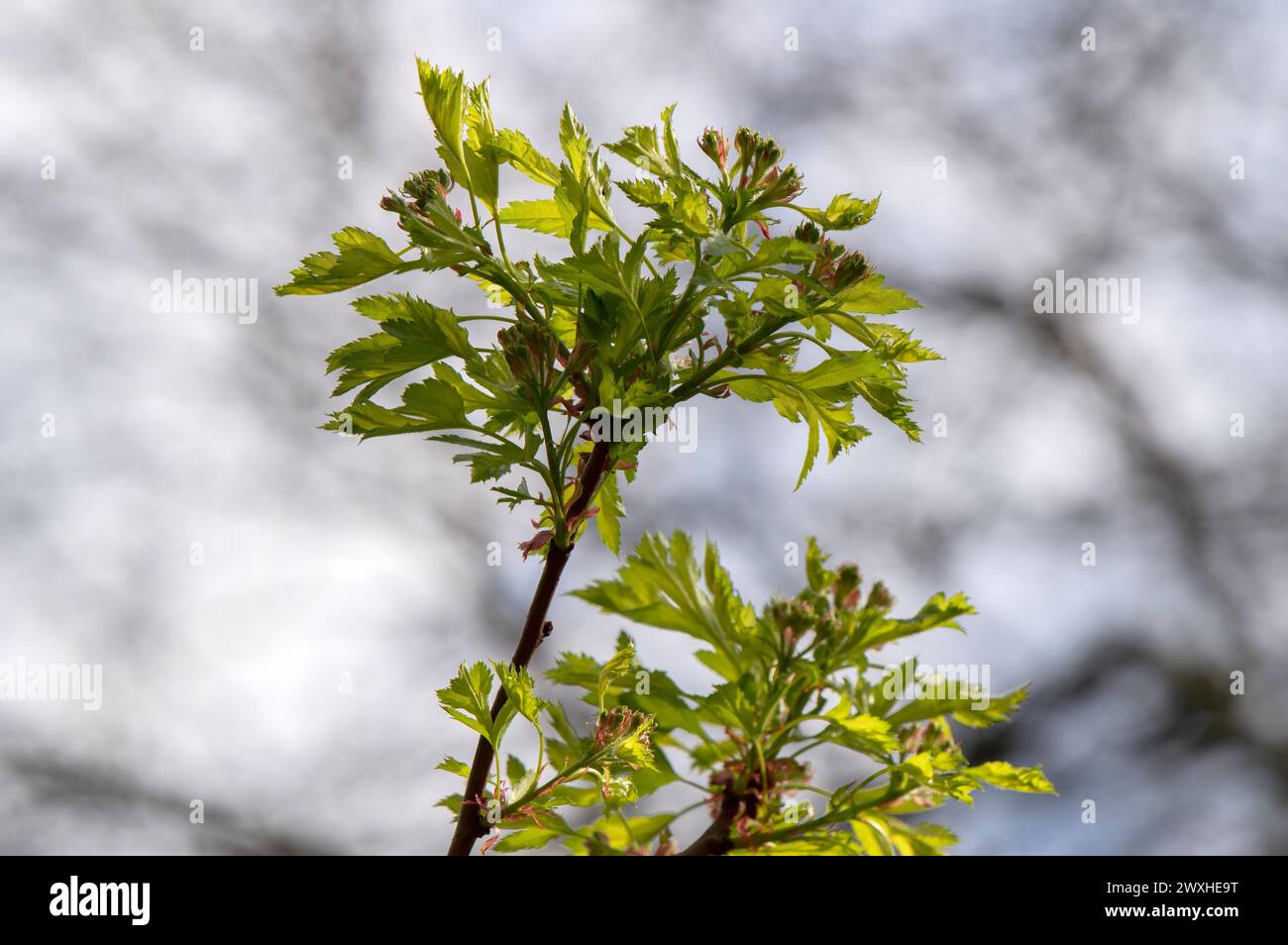 Close Up Branches Crataegus Pinnatifida Var Major Branches Of A Tree At ...