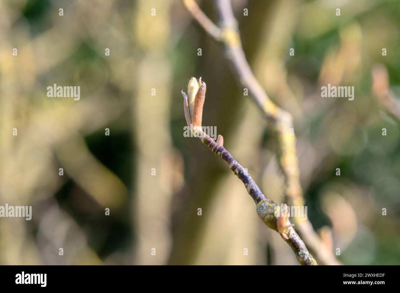 Close Up Magnolia Heaven Scent Tree At Amsterdam The Netherlands 19-3 ...