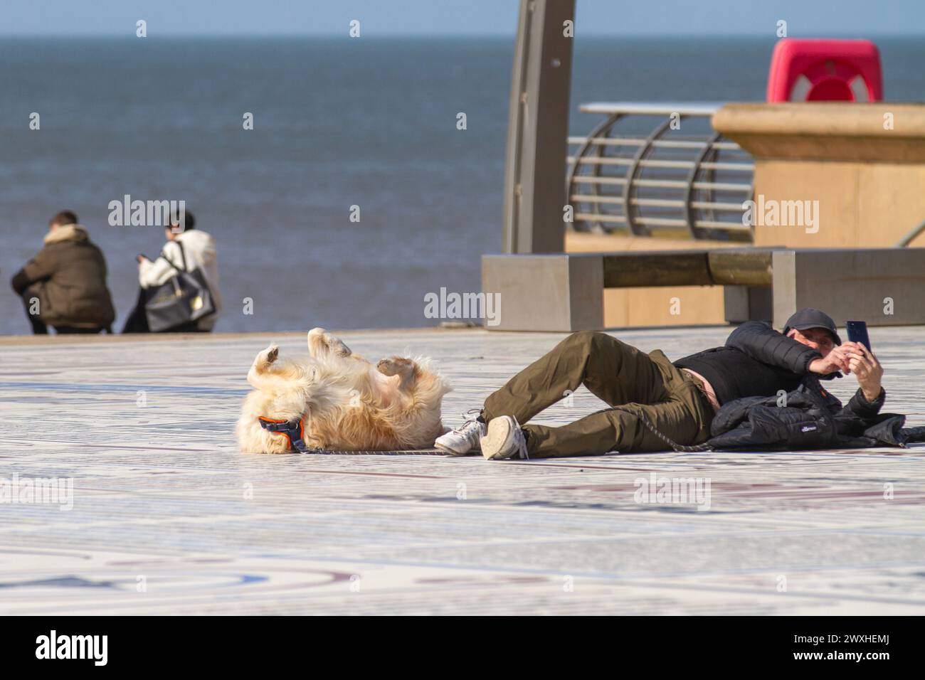 Photographing the Tower in Blackpool, Lancashire. Happy Dog in ...