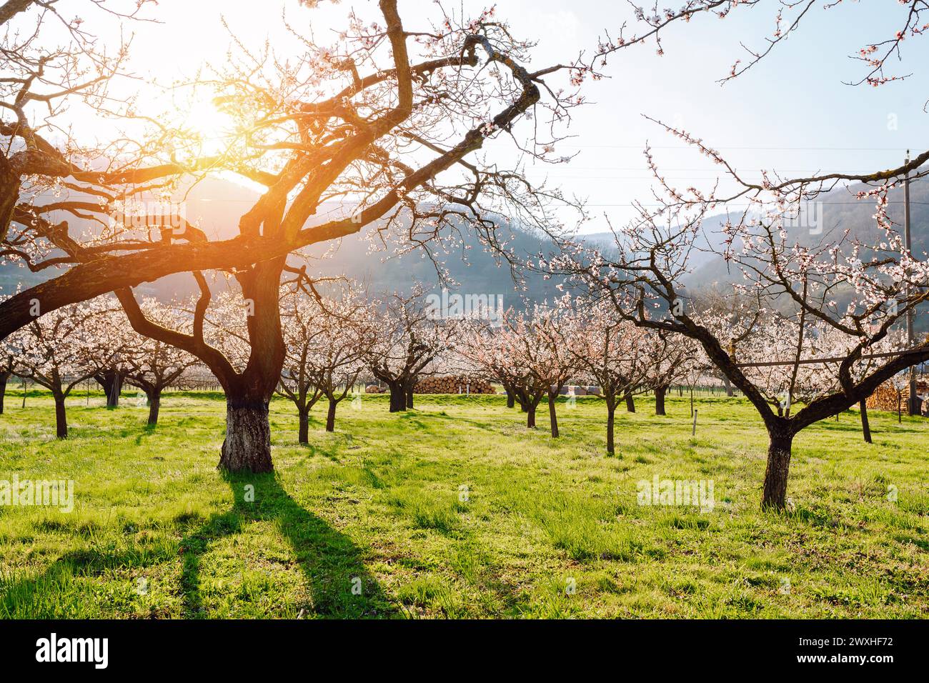 Pollination of apricot trees hi-res stock photography and images - Alamy