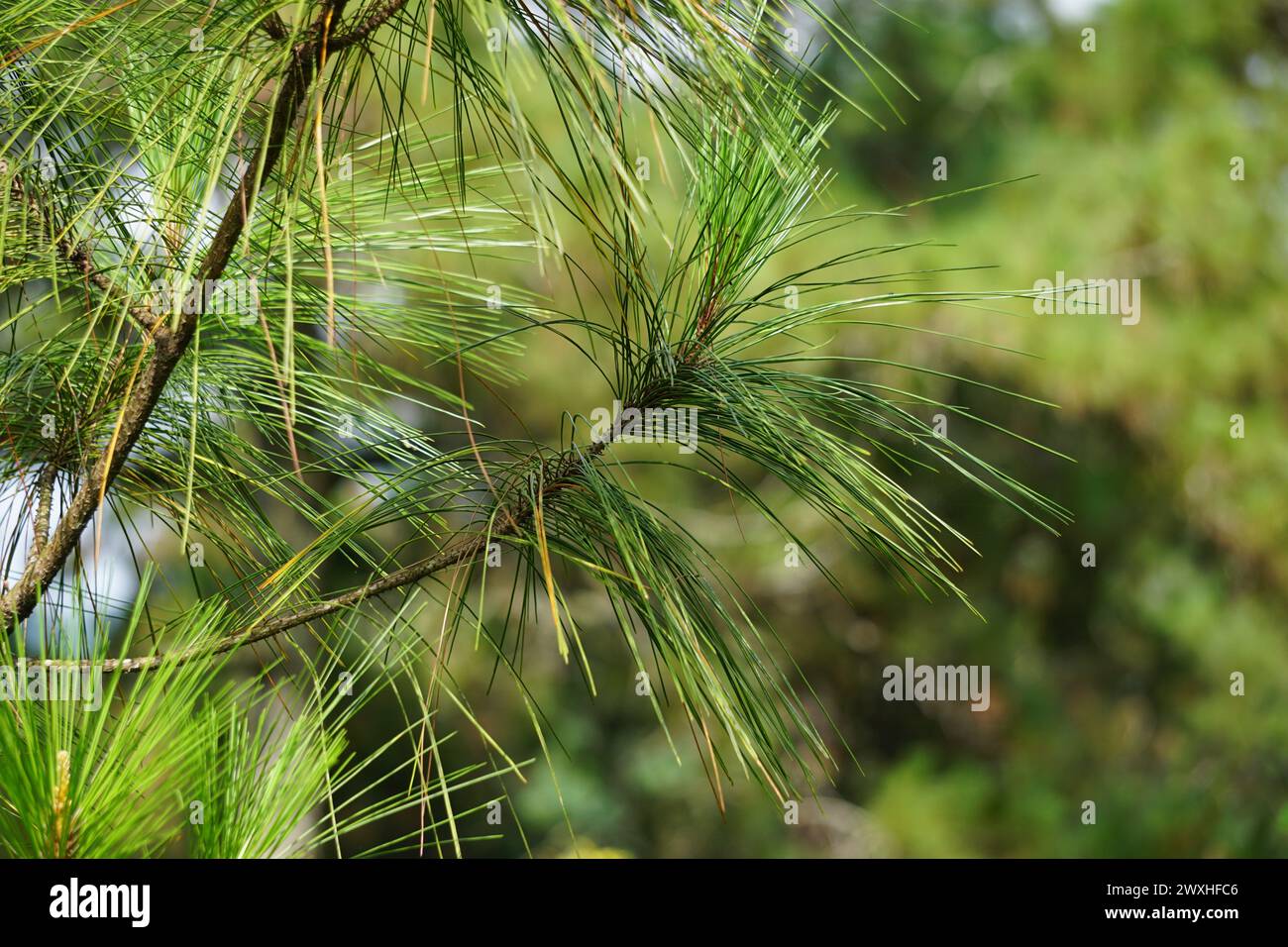 Bunga pinus hi-res stock photography and images - Alamy