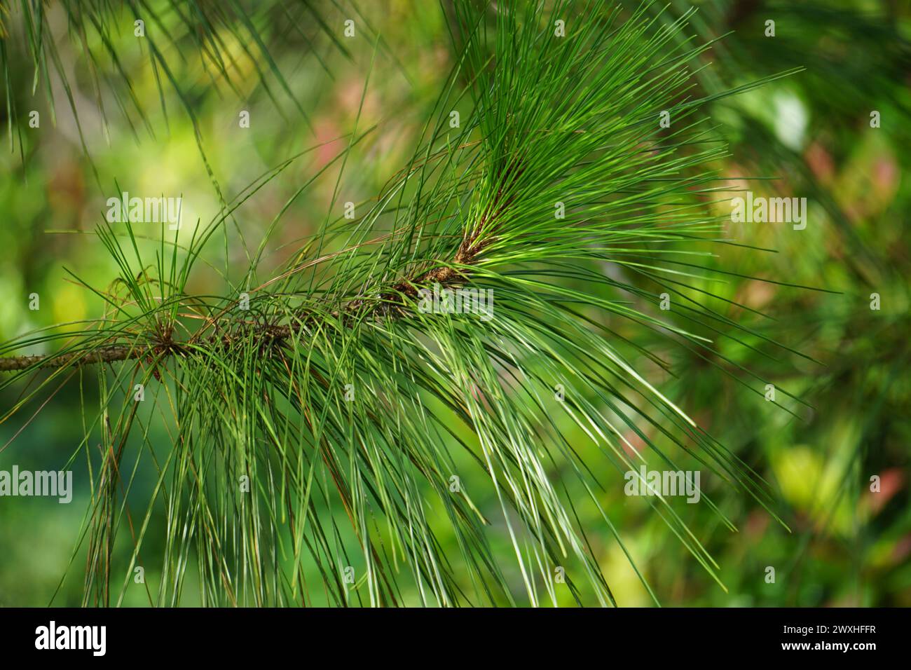 Bunga pinus hi-res stock photography and images - Alamy