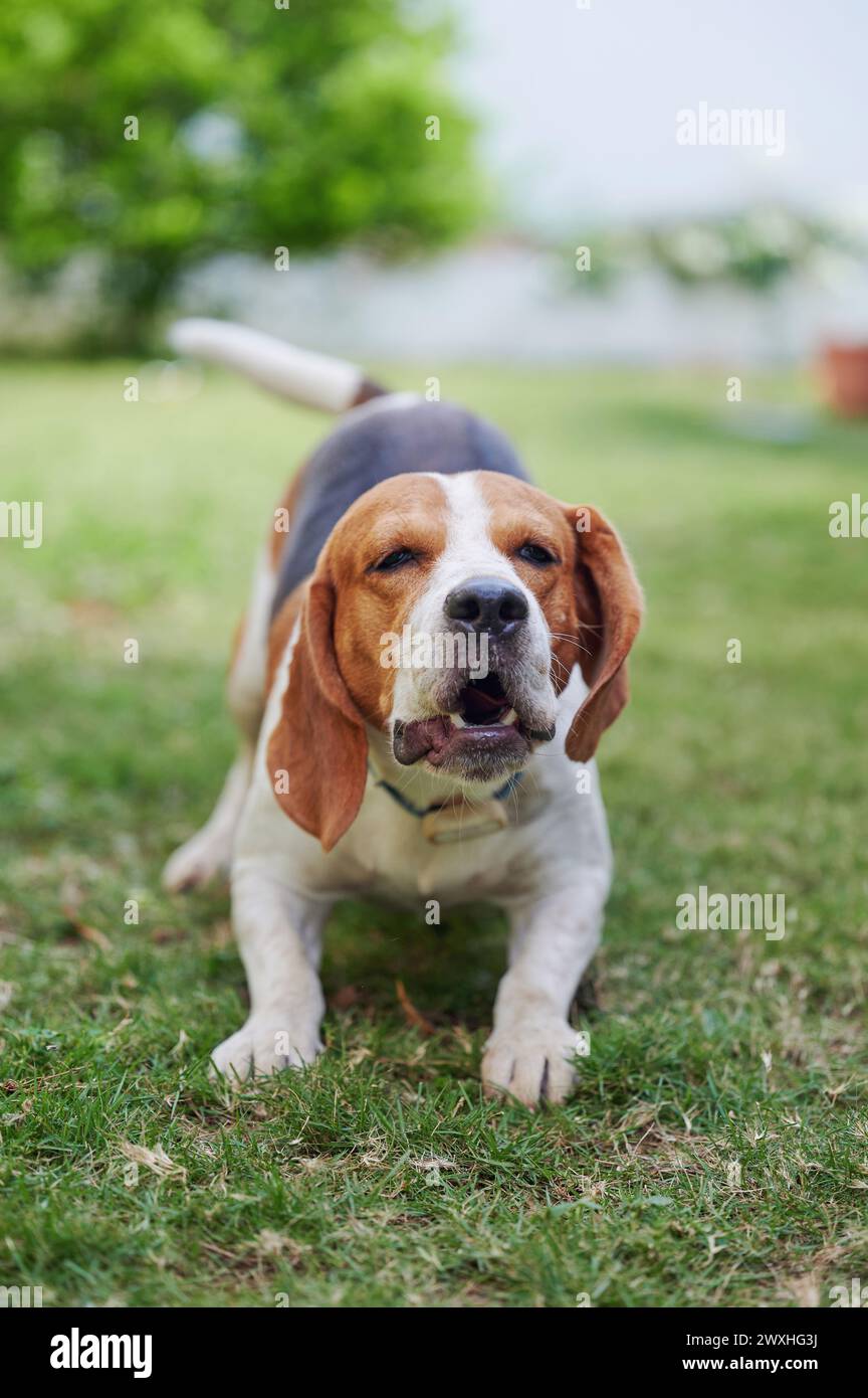 Angry beagle dog stand on green grass background Stock Photo - Alamy