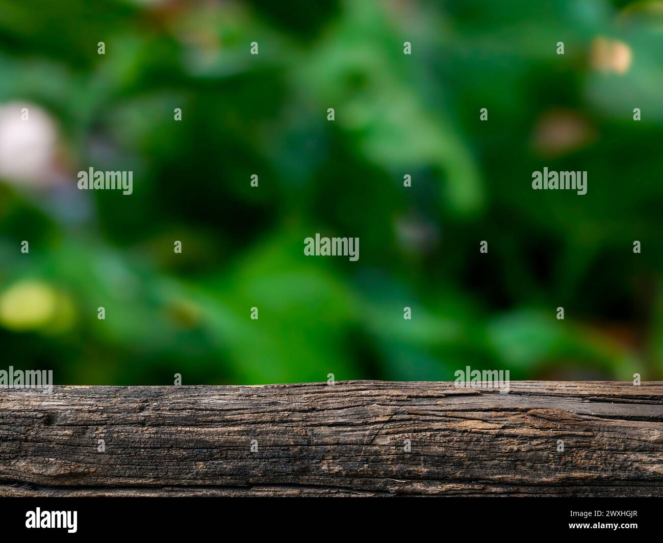 old timber in outdoors garden forest blurred green leaf plant nature ...