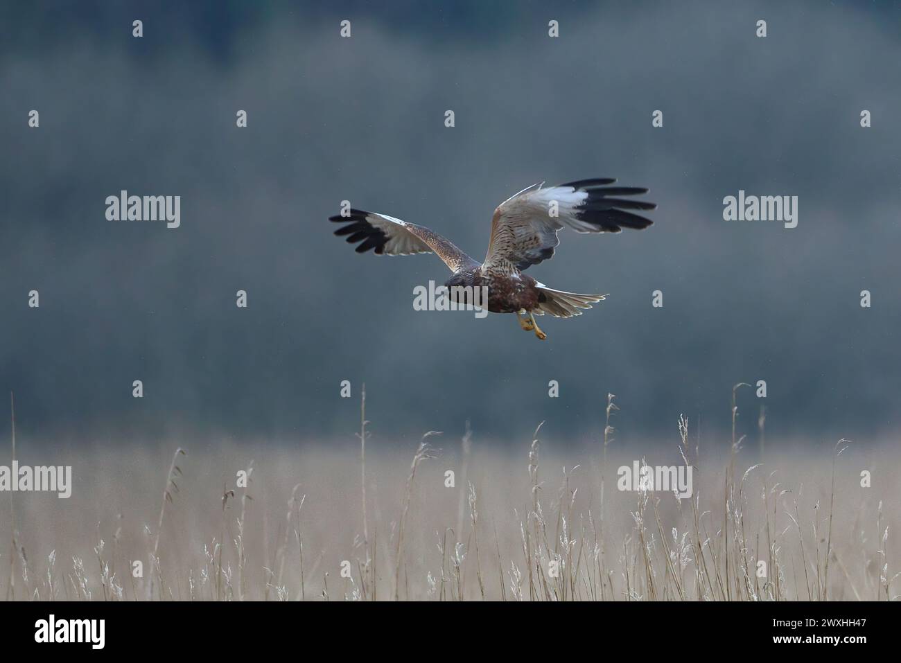 Bird above trees hi-res stock photography and images - Alamy