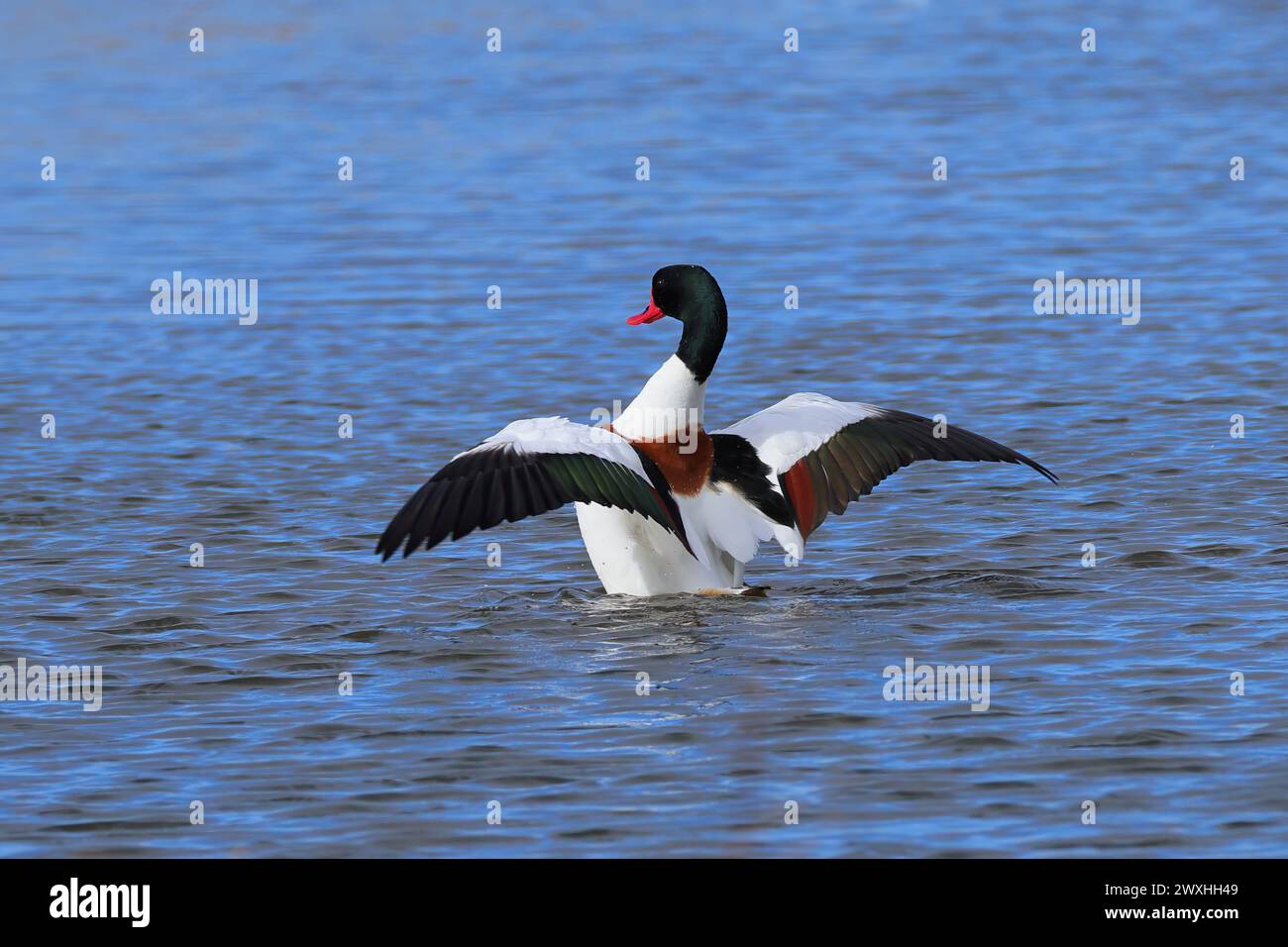 Bird flying wings outdoors nature motion hi-res stock photography and ...