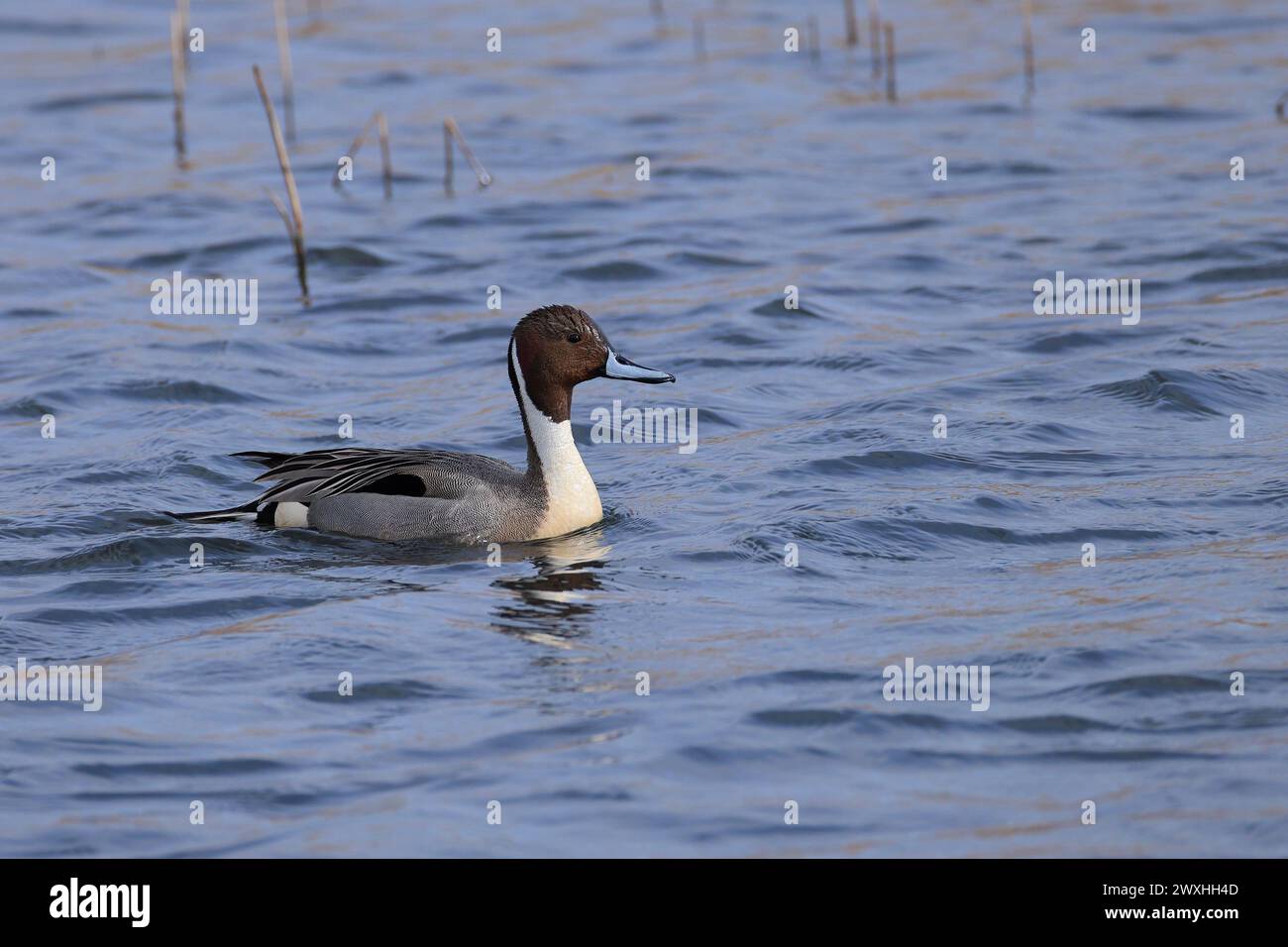 Duck among reeds hi-res stock photography and images - Alamy