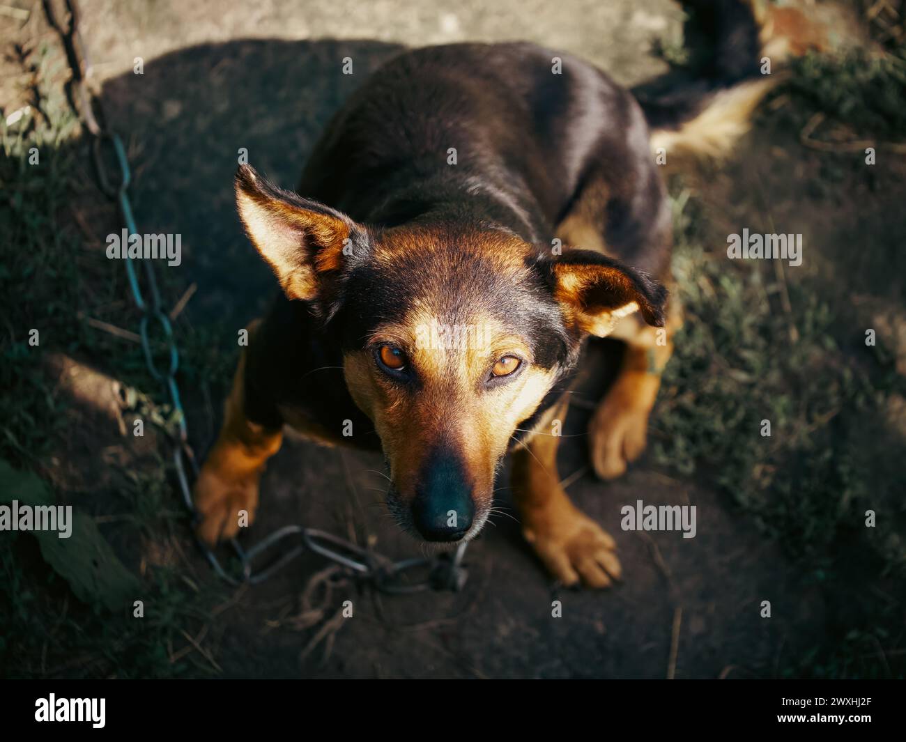 The image captures a dog sitting on the ground, its gaze fixed upwards ...