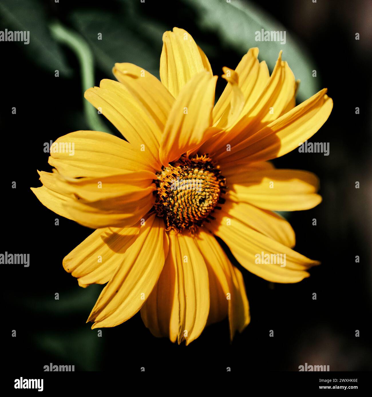 Vivid core hi-res stock photography and images - Alamy