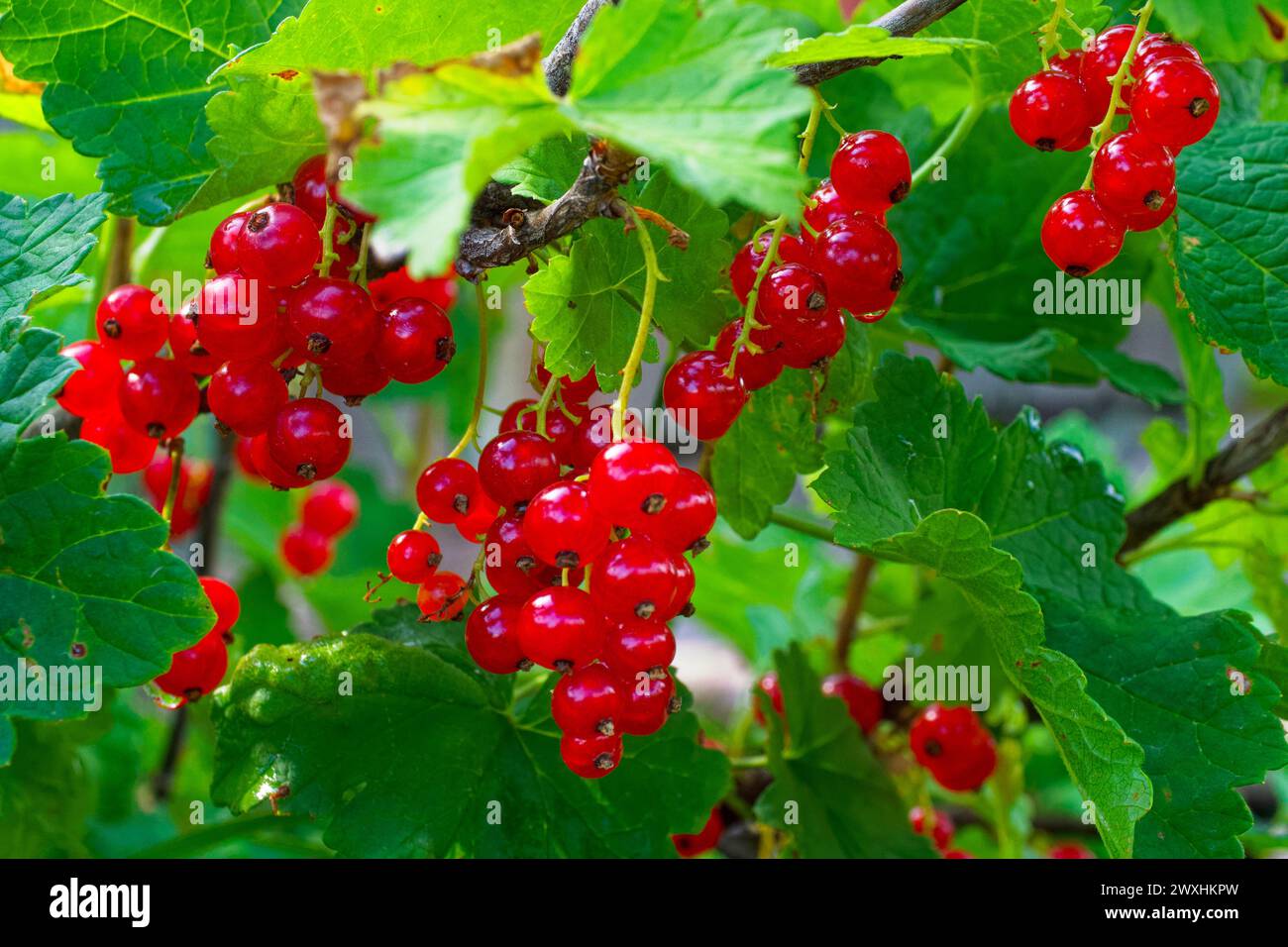 A cluster of ripe, red currants hanging from a branch, surrounded by ...