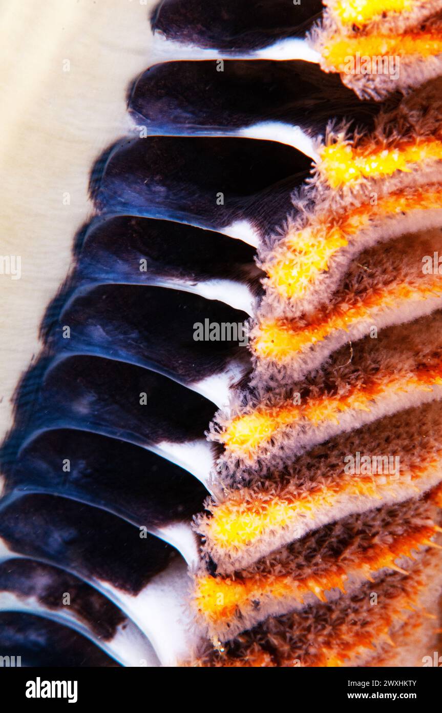 Graphism of a sea pen underwater Stock Photo - Alamy