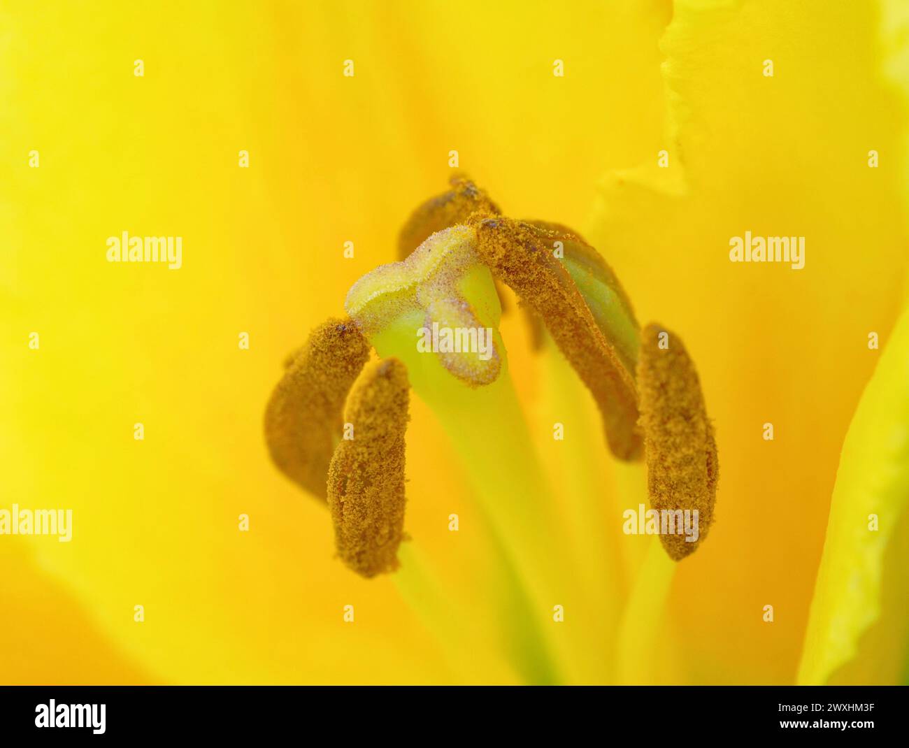 Showcasing pollen grains hi-res stock photography and images - Alamy