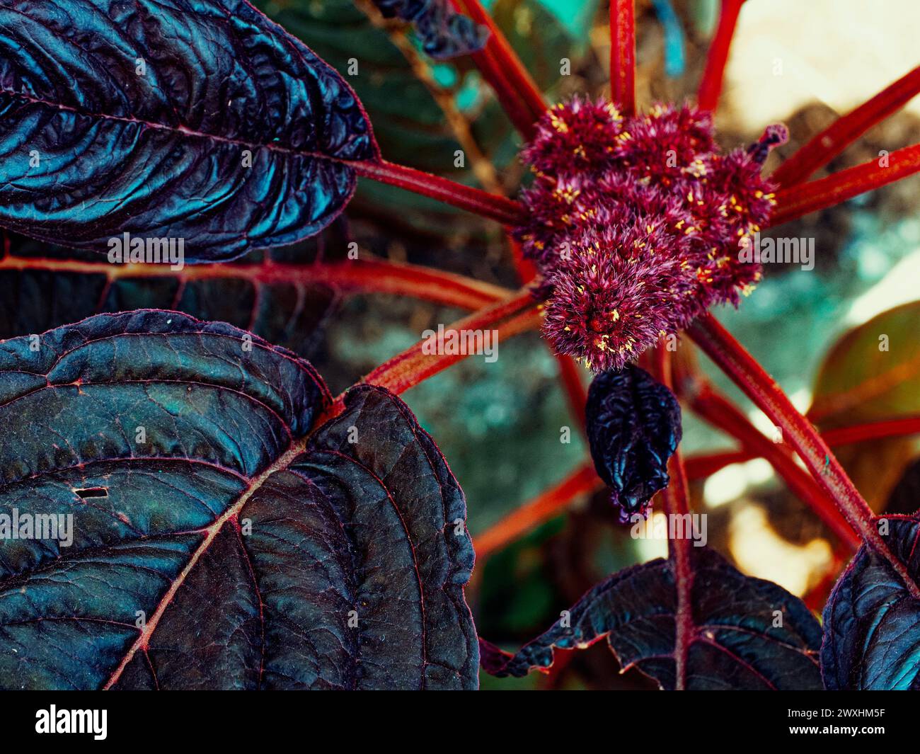 A captivating display of nature with an intricately textured red flower ...