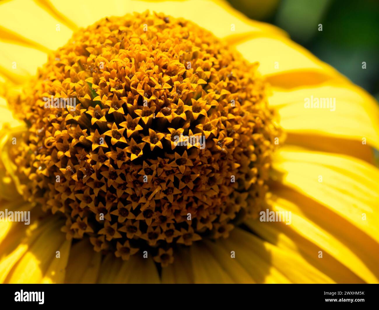 A vibrant yellow flower in full bloom, showcasing the intricate ...