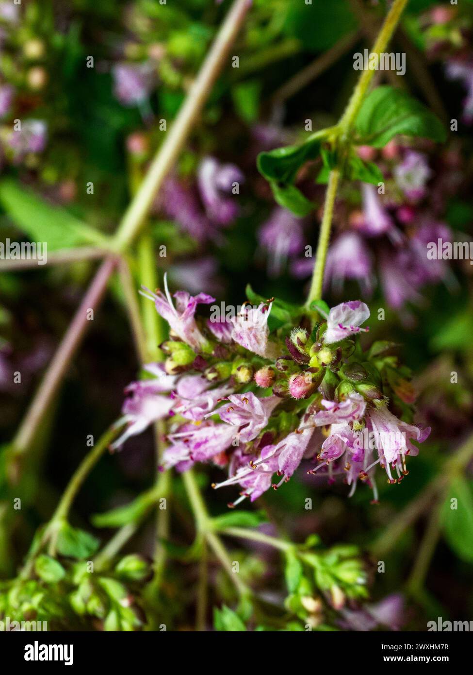 Bunches of pink blossoms intertwined with green foliage, highlighting ...