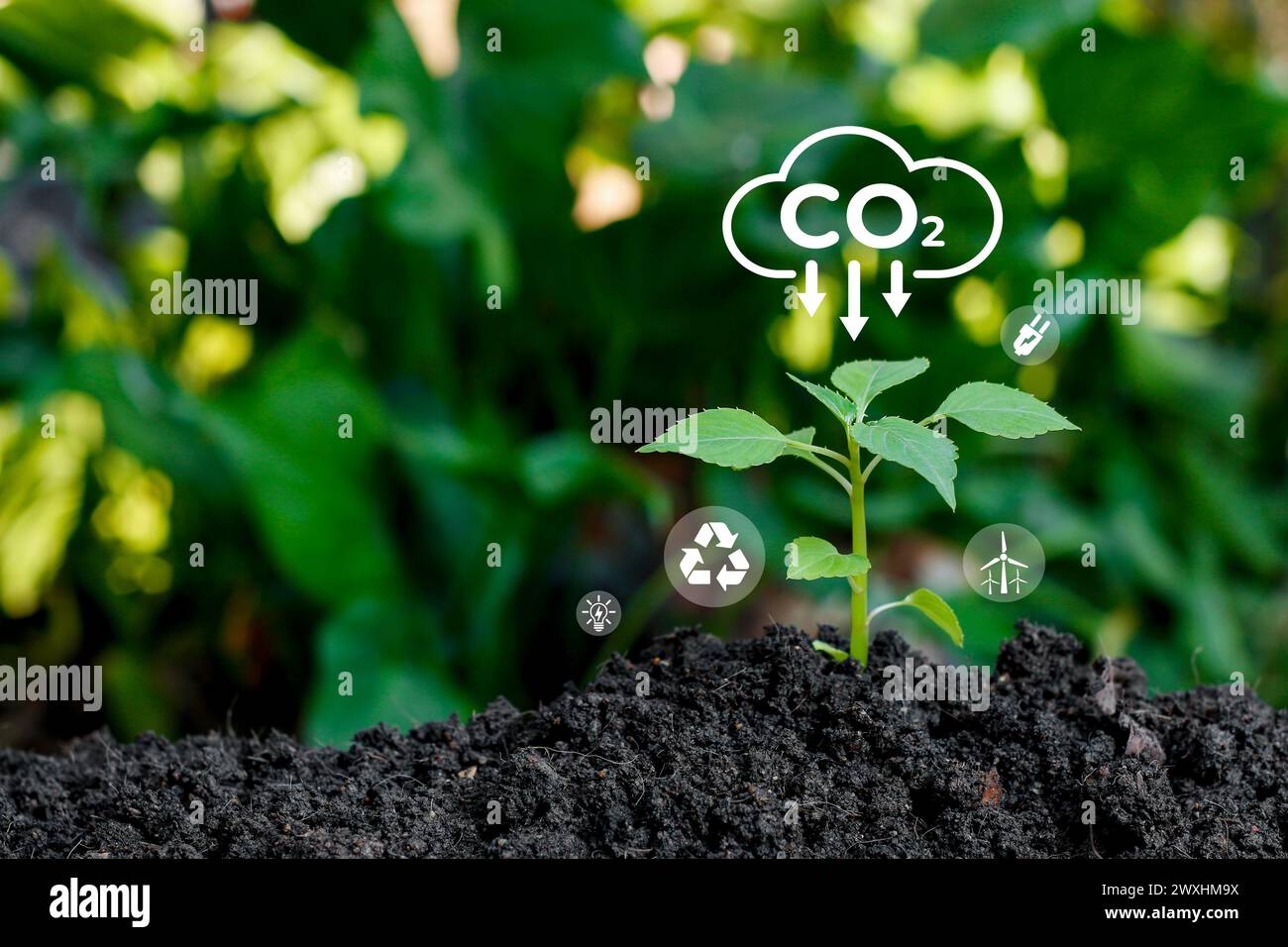 carbon neutral and net zero emissions concepts. natural environment A ...