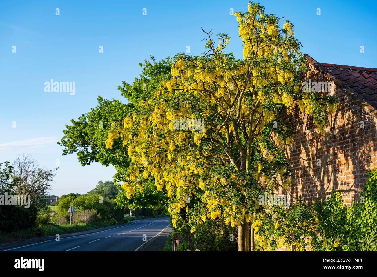 Snape tree suffolk hi-res stock photography and images - Alamy